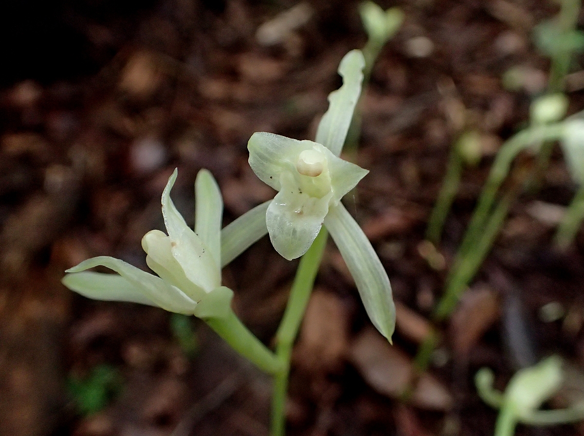 サガミラン(サガミランモドキ) | 山川草木図譜